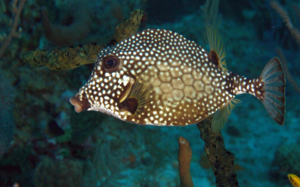 Boxfishes (Ostraciidae) - Marine Life Identification