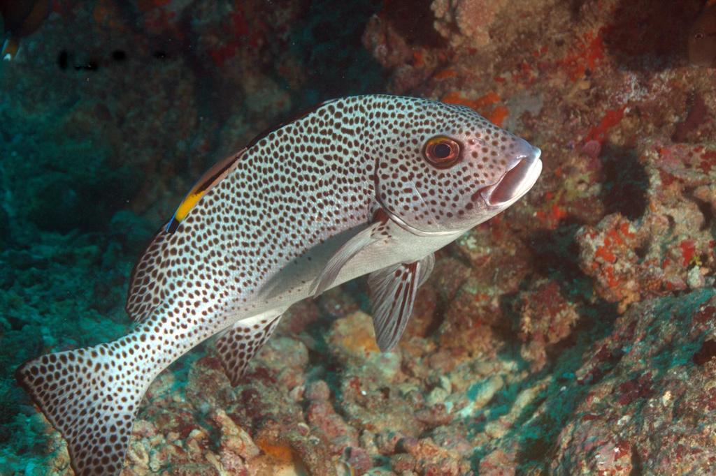 Dotted Sweetlips (Plectorhinchus pica) - Marine Life Identification