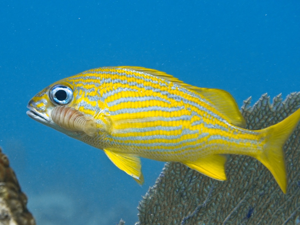French Grunt (Saltwater Fish of Alabama) · iNaturalist
