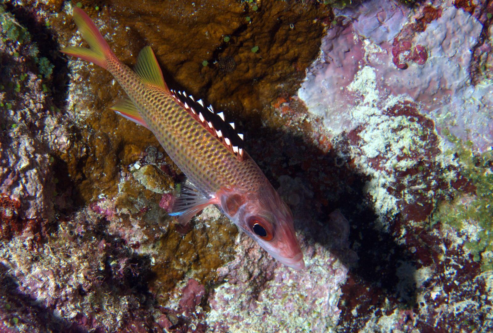 Neoniphon opercularis (Valenciennes, 1831)