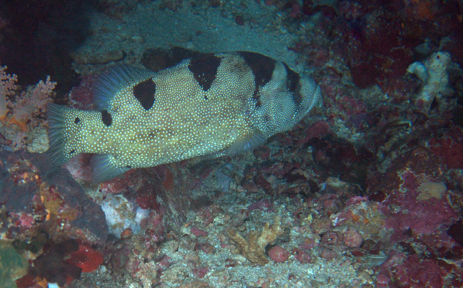 Pogonoperca punctata (Valenciennes, 1830)