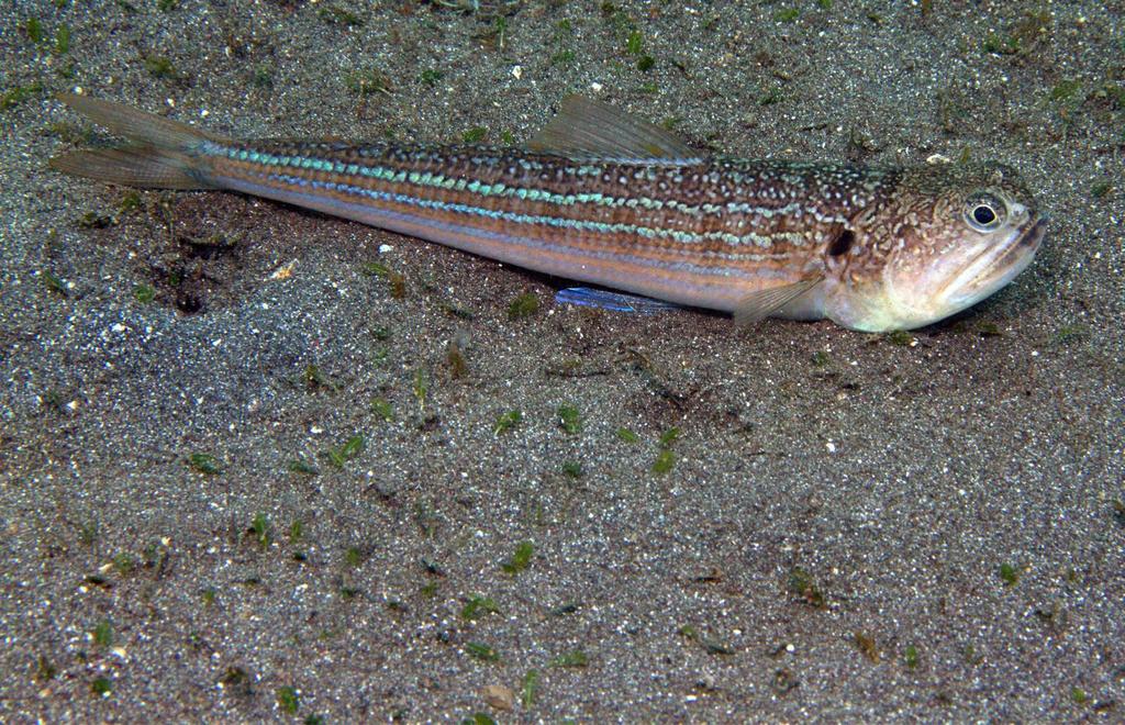 Painted Grinner (Trachinocephalus trachinus) - Marine Life Identification
