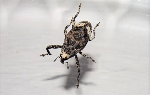 Genus Axionicus · iNaturalist