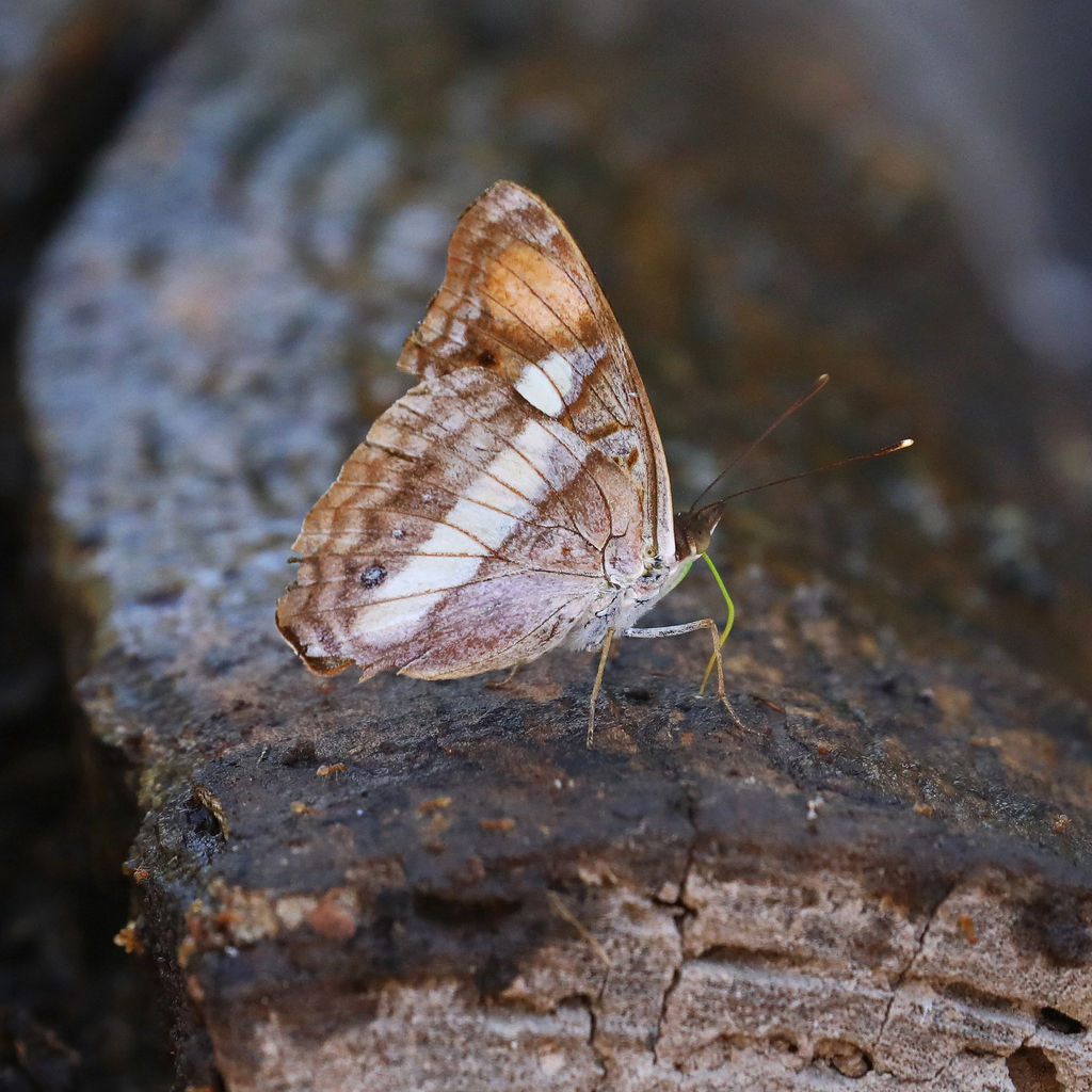 Pavon Emperor from Mission, TX, USA on November 8, 2025 at 09:51 AM by ...