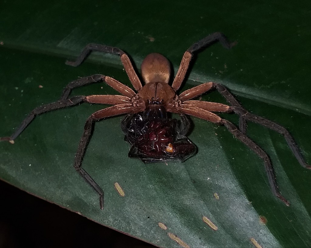 Sadala from Senador Guiomard, Acre, Brazil on November 17, 2019 at 07: ...