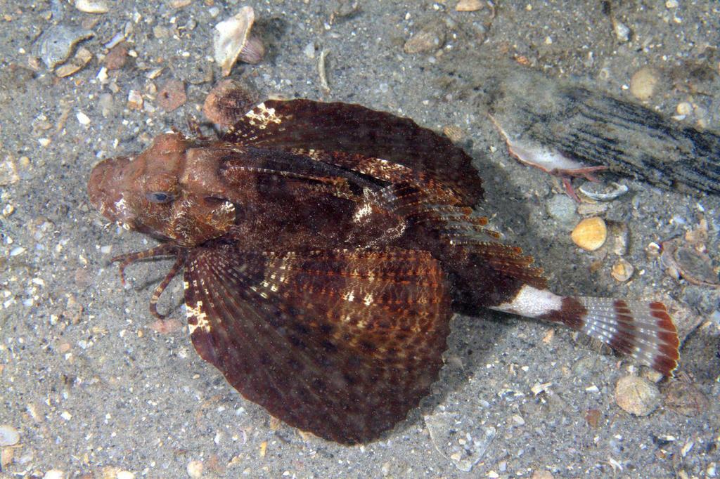 Bandtail Searobin from Palm Beach County, US-FL, US on October 22, 2014 ...