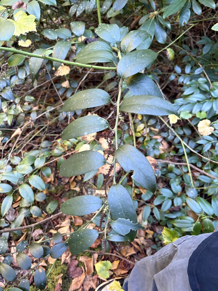 mountain doghobble from Sumter National Forest Lake, Salem, SC, US on ...