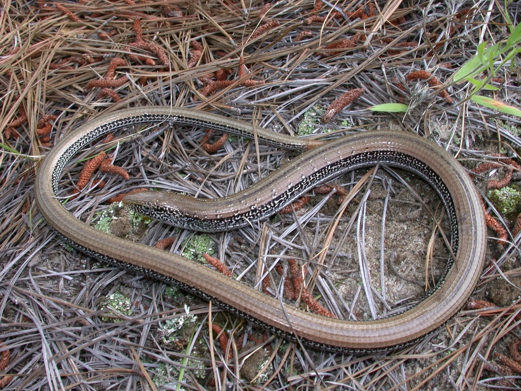 Slender Glass Lizard (Ophisaurus attenuatus) (Wildlife of the United ...