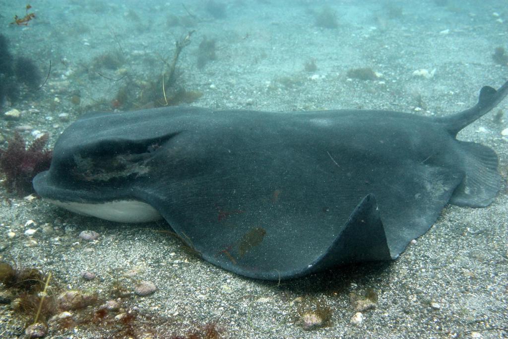 Bat Ray (Batoids of the World) · iNaturalist