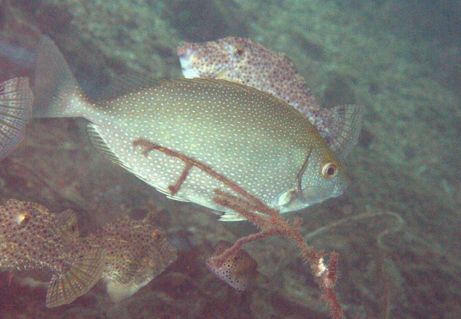 Siganus canaliculatus (Park, 1797)