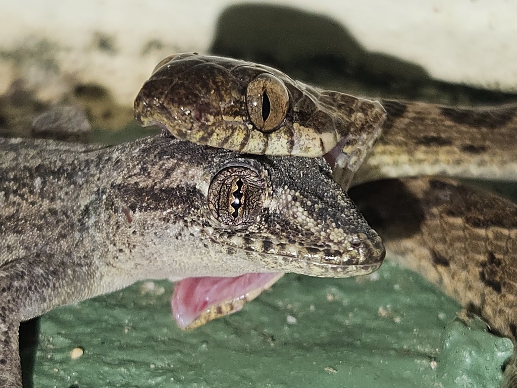Ashmead's Banded Cat-eyed Snake from Tobago, Trinidad and Tobago on ...