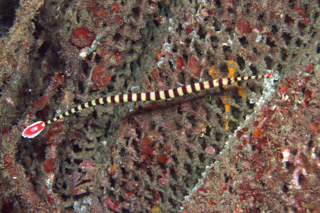 Banded Pipefish (Dunckerocampus dactyliophorus) - Marine Life Identification
