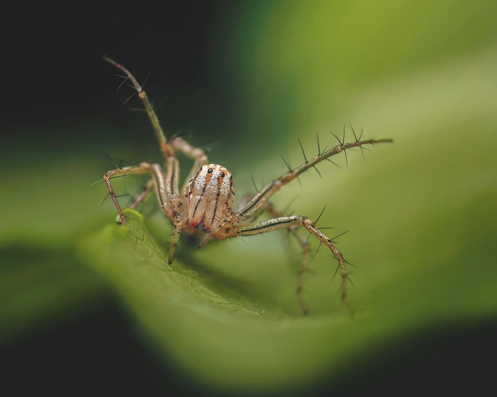 Oxyopes aglossus from Parkview Dr, Laurens, SC, US on June 1, 2025 at ...
