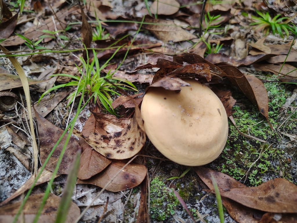 Weeping Milk Cap from Brooksville, FL 34610, USA on November 6, 2025 at ...