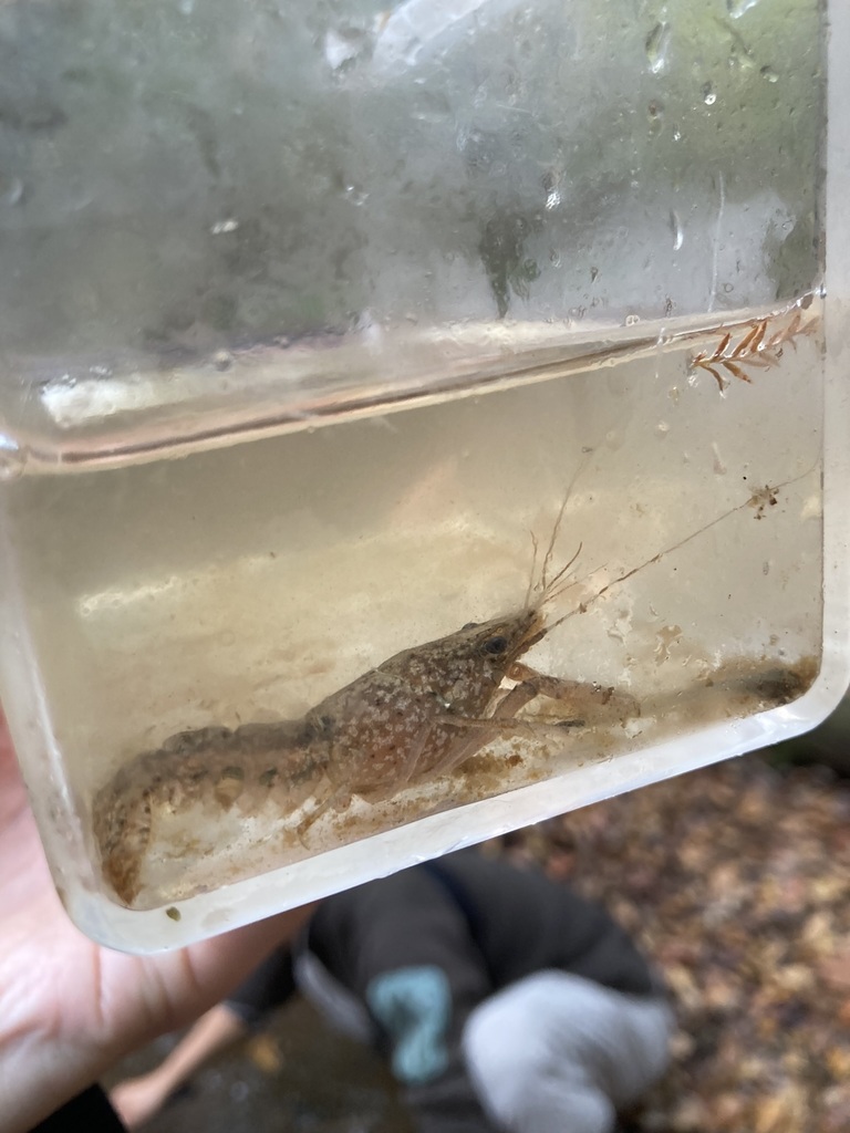White River Crayfish from Sussex County, VA, USA on November 9, 2025 at ...