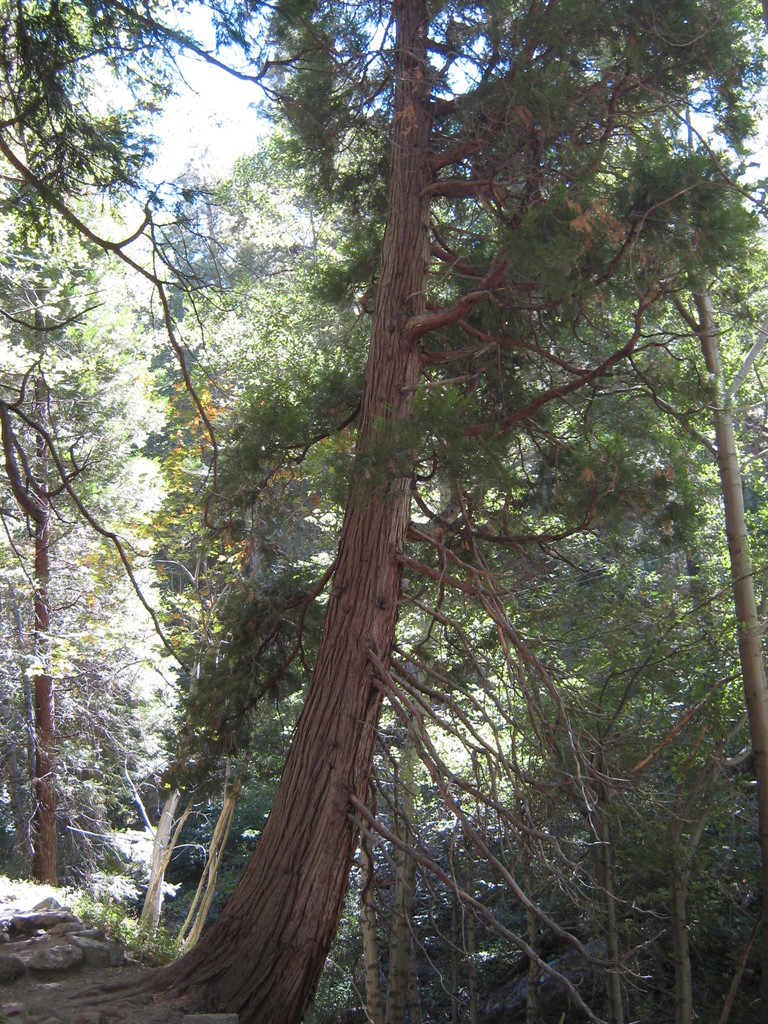 California Incense Cedar (LA Urban Forest Program) · iNaturalist