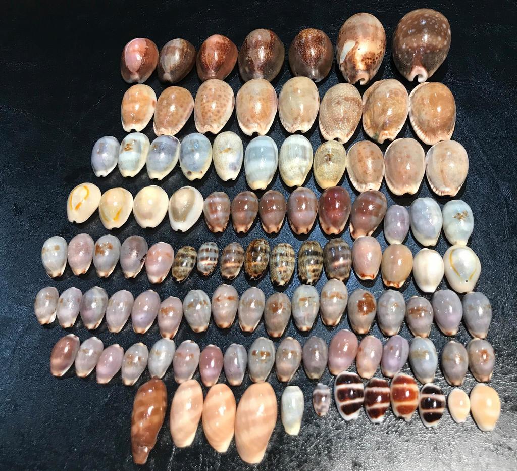 Cowries from GCN Diggers Camp NSW 2462, Australia on September 14, 2017 ...