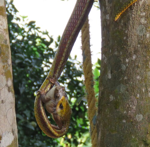 Spix's Sipo (Chironius spixii) - Snakes and Lizards