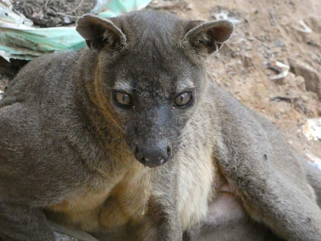 Fossas (Cryptoprocta) - Know Your Mammals