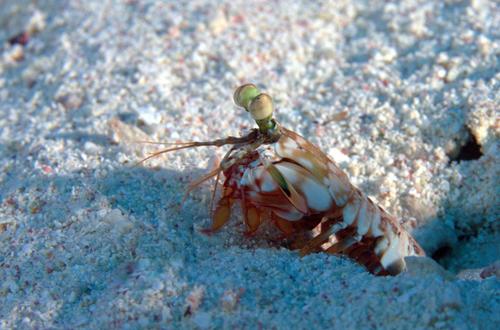 Squille de la Havane (Odontodactylus havanensis)