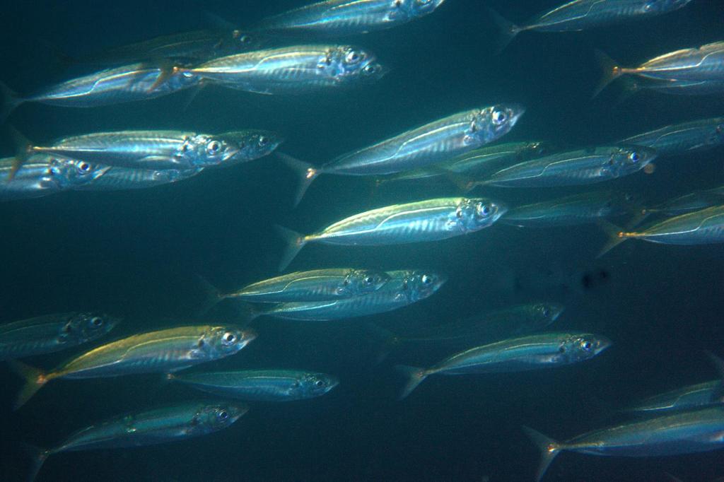 Pacific Jack Mackerel (Trachurus symmetricus) - Marine Life Identification