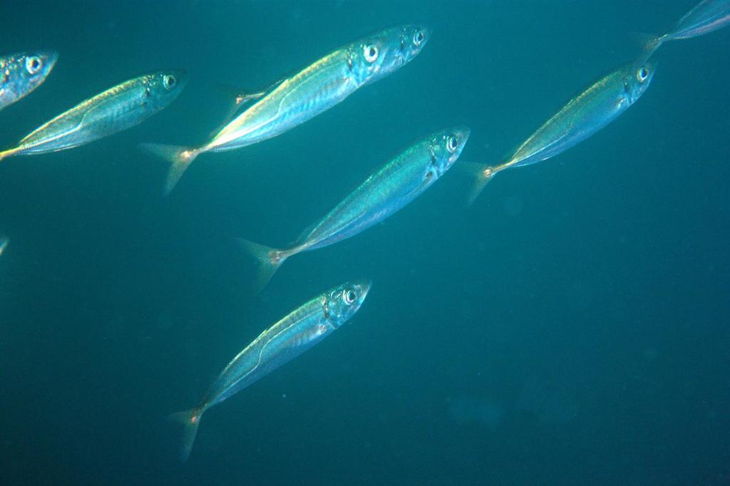Pacific Jack Mackerel (Trachurus symmetricus) - Marine Life Identification