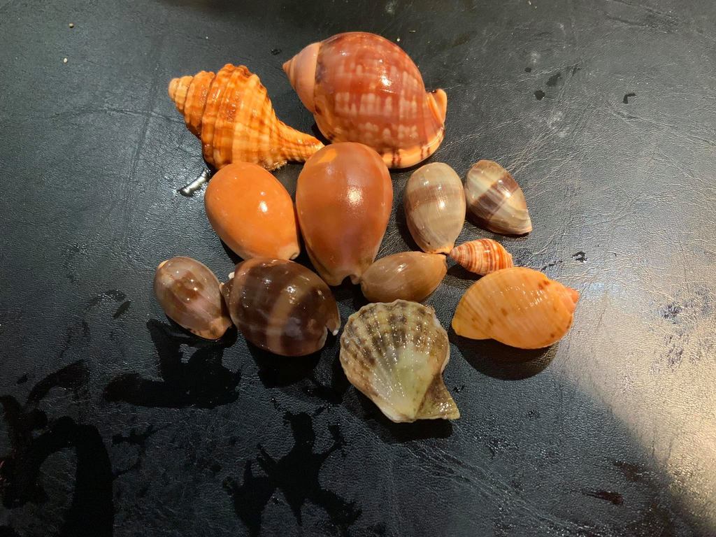 Molluscs from New South Wales, Australia on August 25, 2019 by Gavin ...