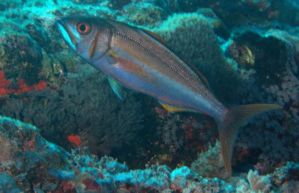 Smalltooth jobfish from Yap, FM on April 3, 2013 at 06:17 AM by ...