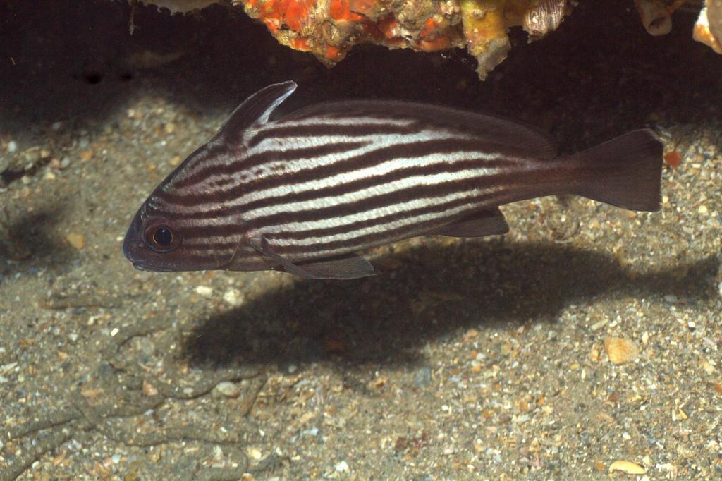 Highhat (Mississippi Saltwater Fish species ( Extended )) · iNaturalist