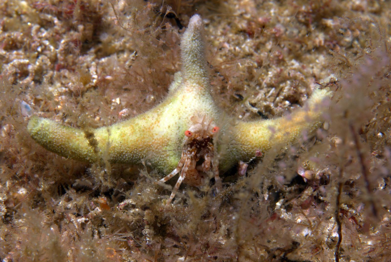 Manucomplanus varians (Benedict, 1892)