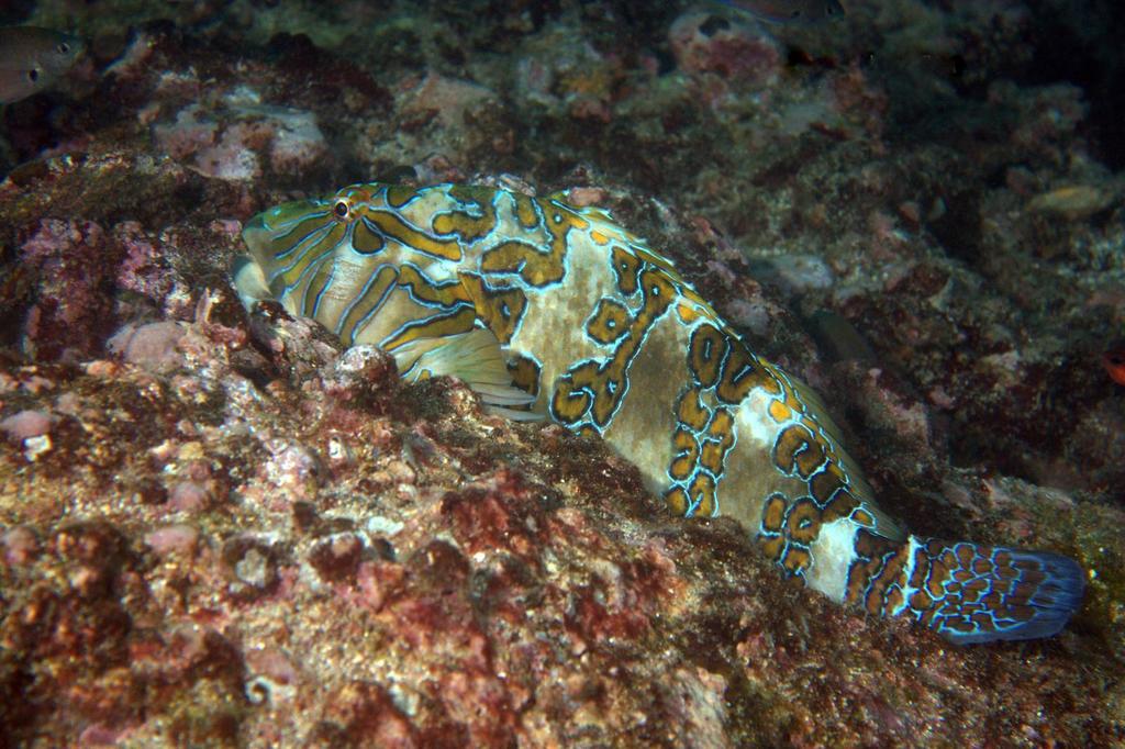 Giant Hawkfish (Cirrhitus rivulatus) - Marine Life Identification
