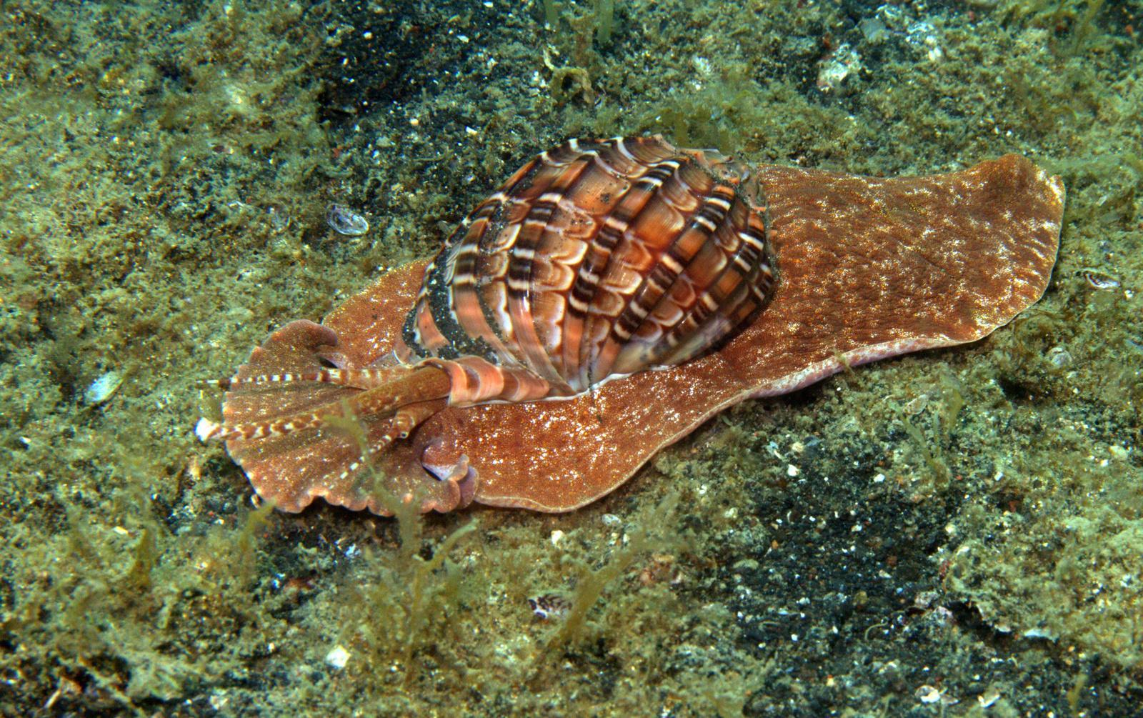 Harpa major Röding, 1798