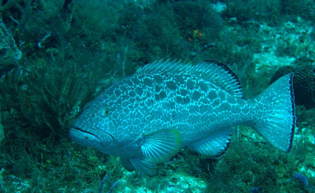 Yellowfin Grouper (Saltwater Fish of Mississippi) · iNaturalist