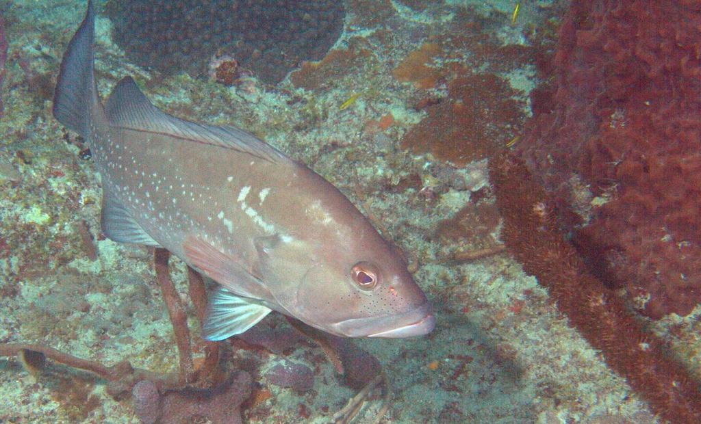 Red Grouper (Mississippi Saltwater Fish species ( Extended )) · iNaturalist