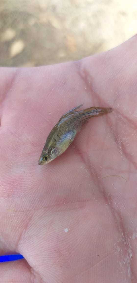 Neotoca bilineata (Bean, 1887)