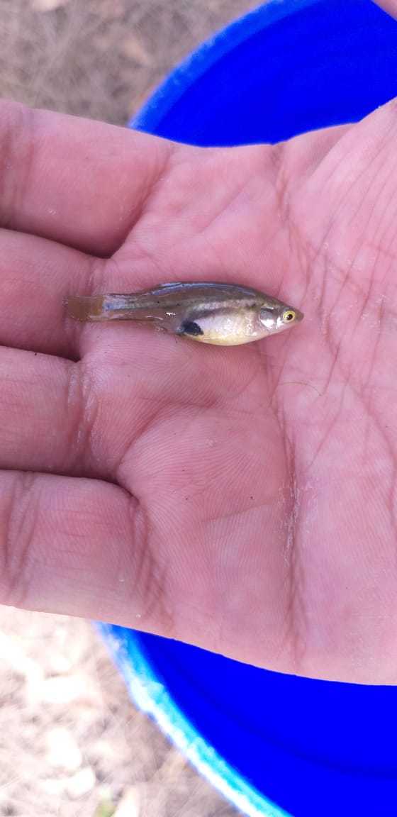 Neotoca bilineata (Bean, 1887)