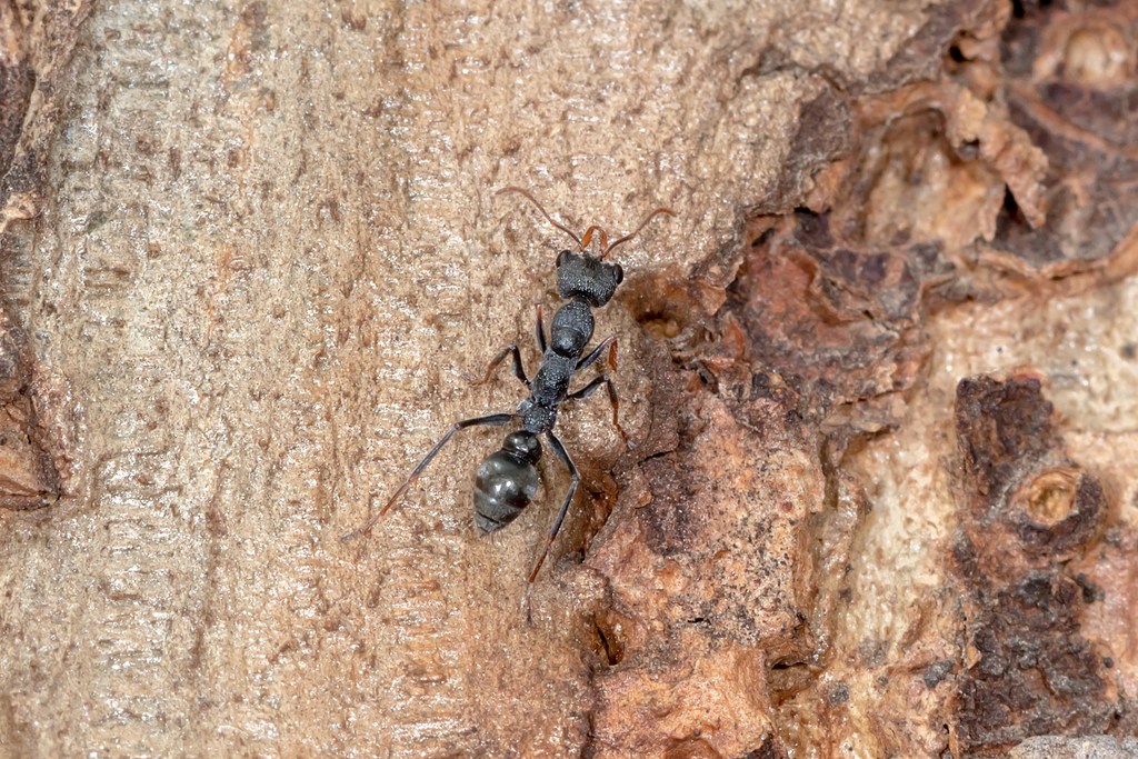 baby bull ant from Greenvale VIC 3059, Australia on January 4, 2020 at ...
