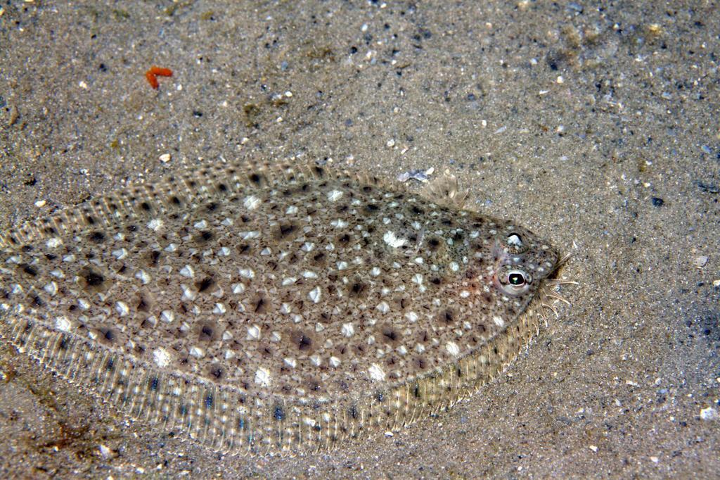 Spotted Whiff (Saltwater Fish of Mississippi) · iNaturalist