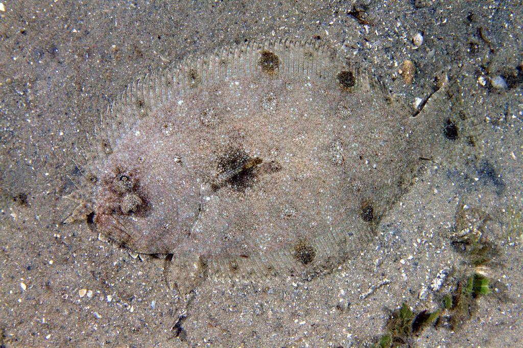 Spotfin Flounder (Saltwater Fish of Louisiana) · iNaturalist