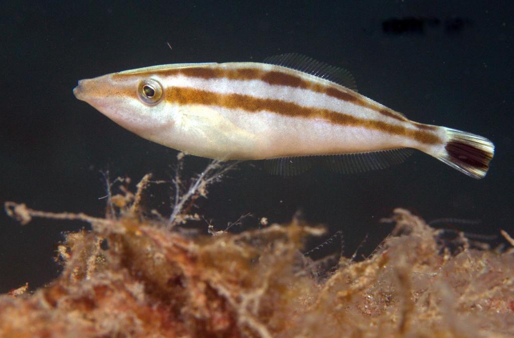 Rhino Filefish (Pseudalutarius nasicornis) - Marine Life Identification