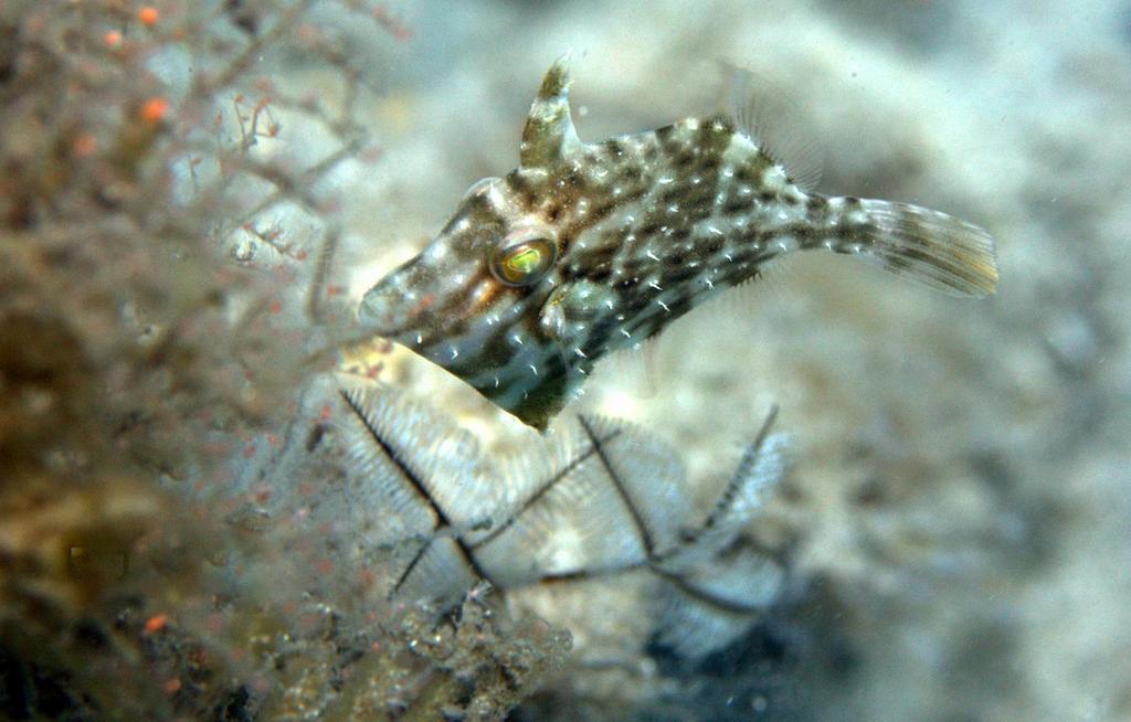 Pygmy Filefish (Stephanolepis setifer) - Marine Life Identification