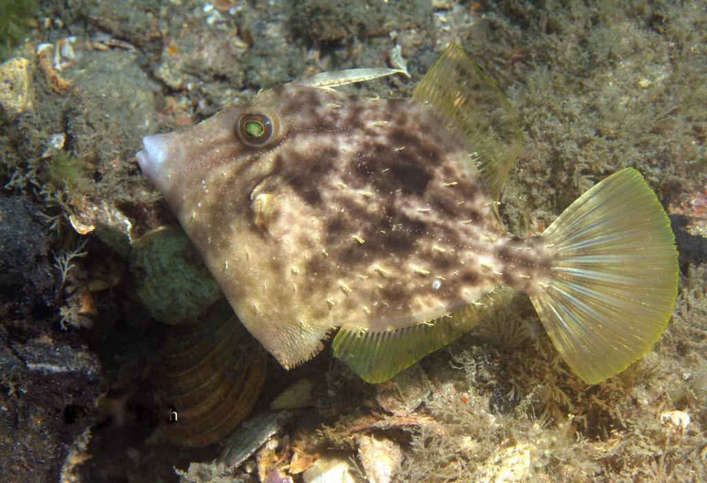 Stephanolepis hispidus (Ictiofauna da Lagoa conceição, Florianópolis ...