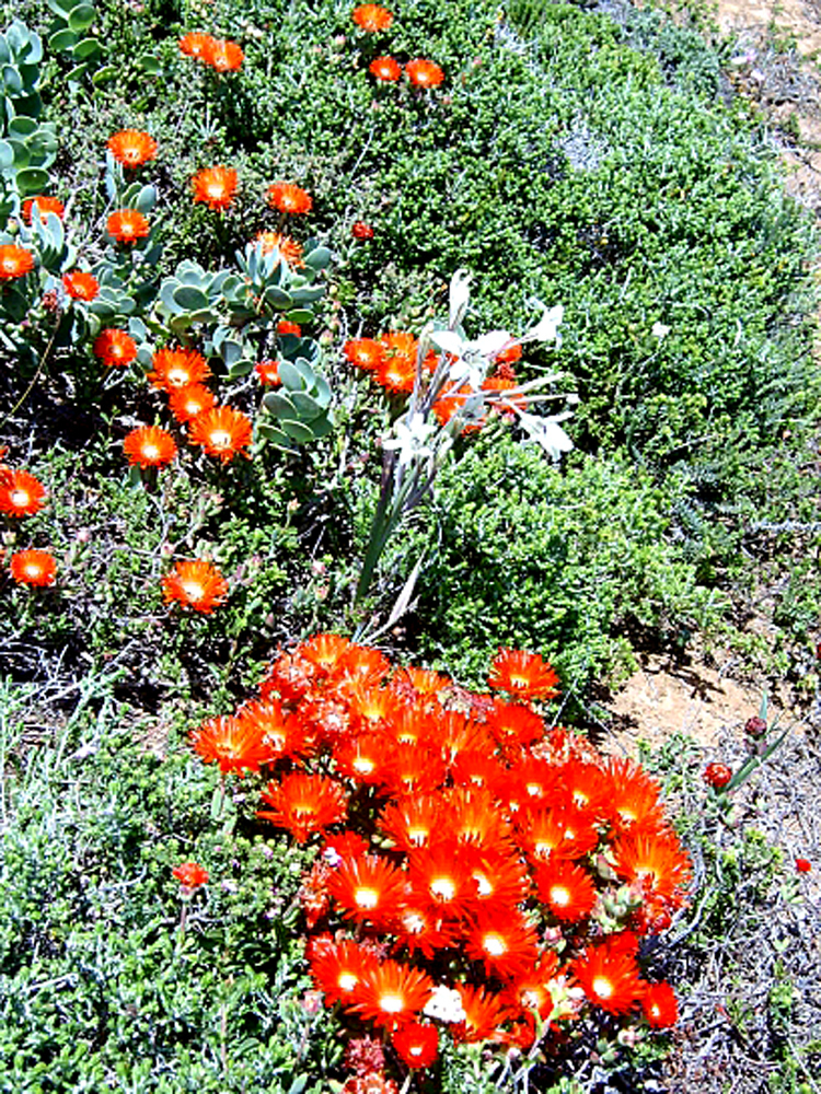 Scarlet Dewfig from Paradise Coast zone 2, Mossel Bay, 6510, South ...
