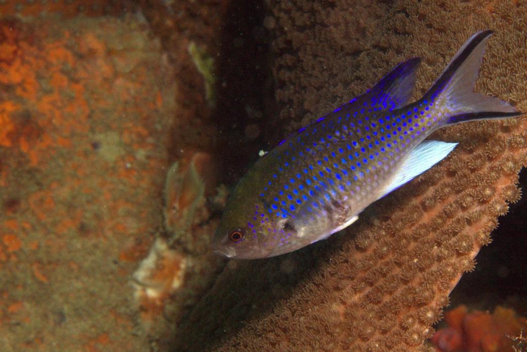 Silver Demoiselle (Neopomacentrus anabatoides) - Marine Life Identification