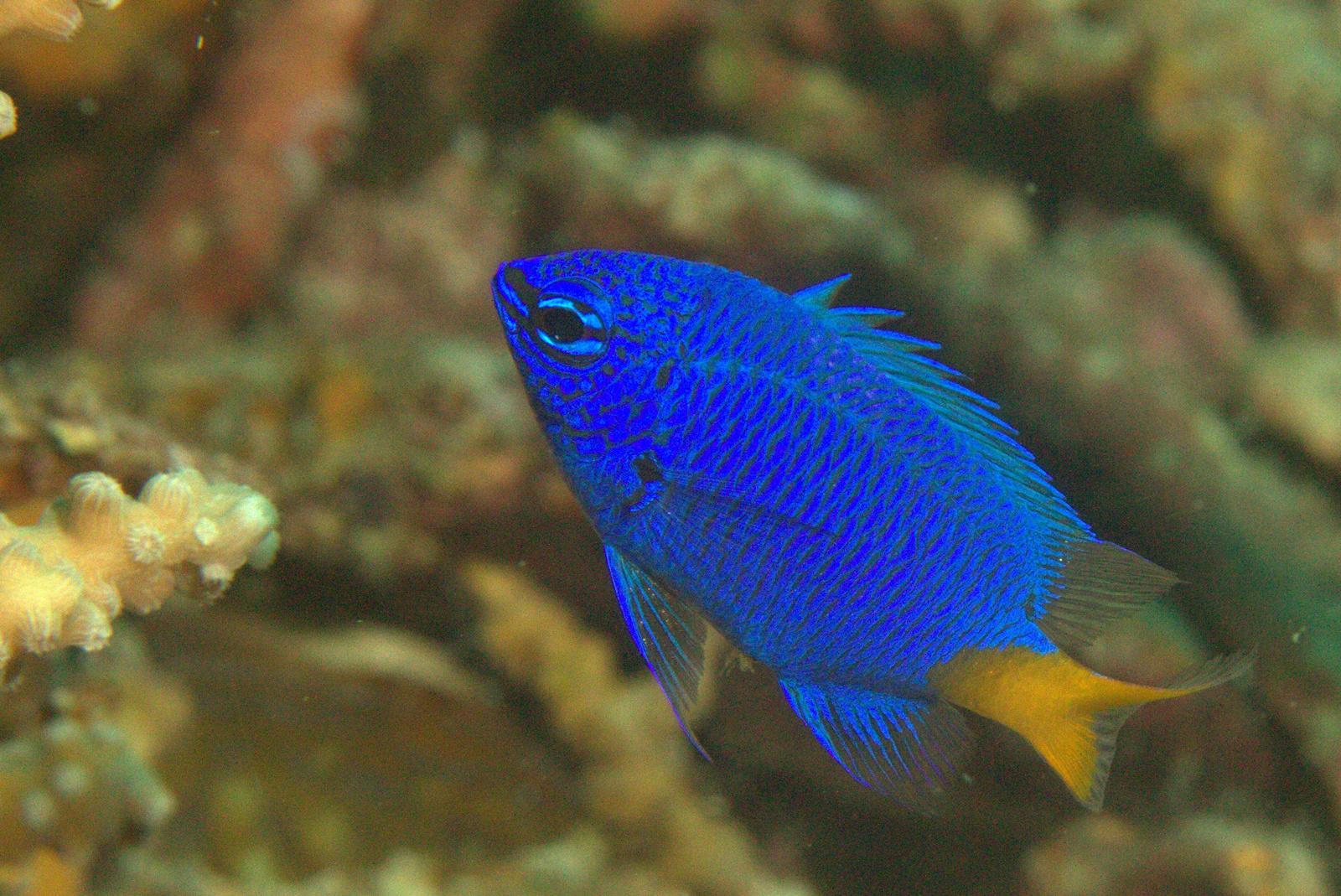 Chrysiptera parasema (Fowler, 1918)