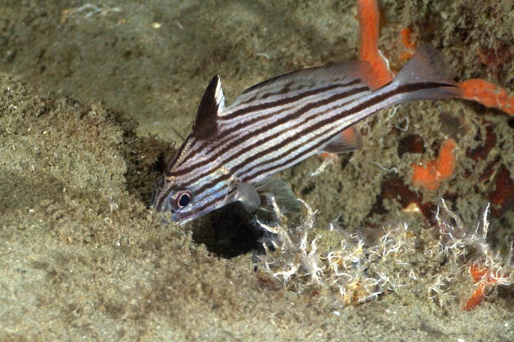 Cubbyu (Pareques umbrosus) - Marine Life Identification