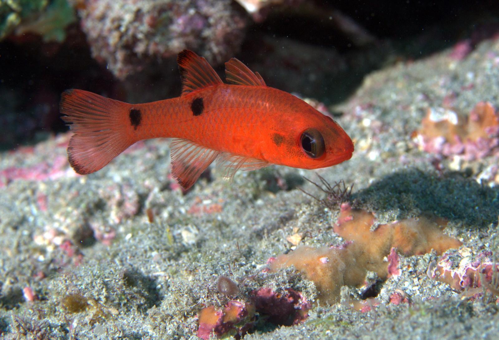 Apogon pseudomaculatus Longley, 1932