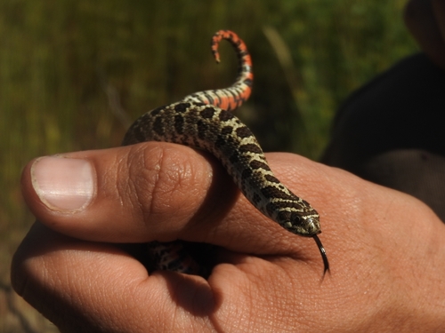 (Xenodon) - Snakes and Lizards