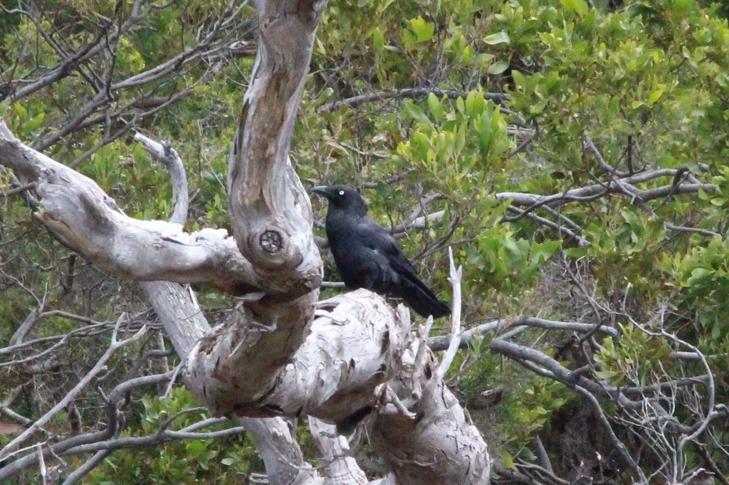 Forest Raven (Corvus tasmanicus) - Avian Discovery