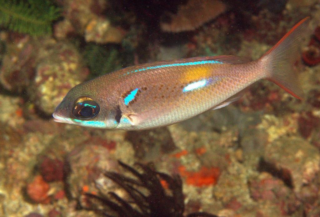 Oblique-bar Monocle Bream (Scolopsis xenochrous) - Marine Life ...